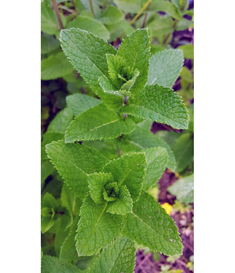 Menta spicata olandeza