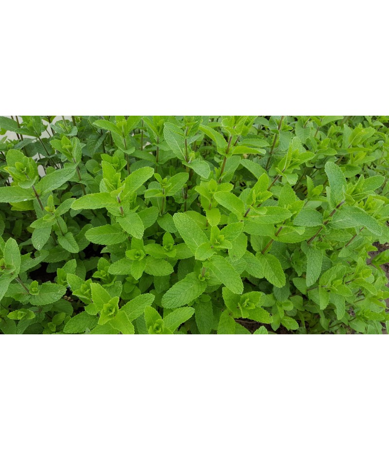Menta spicata olandeza