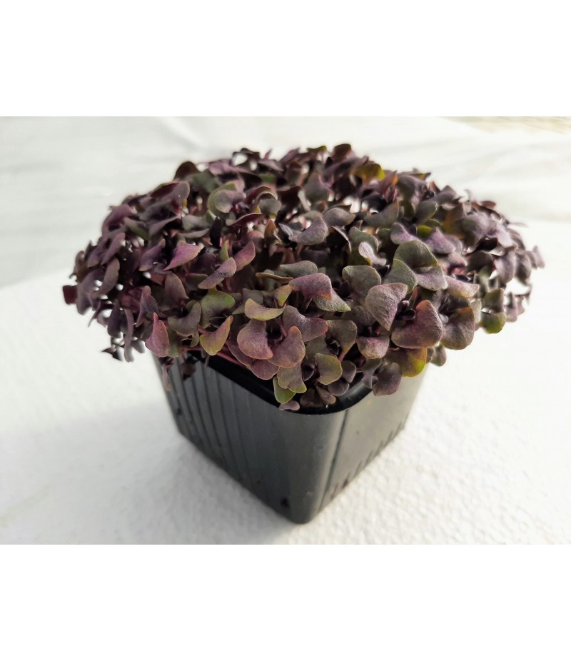 MICROPLANTE - BUSUIOC ROSU