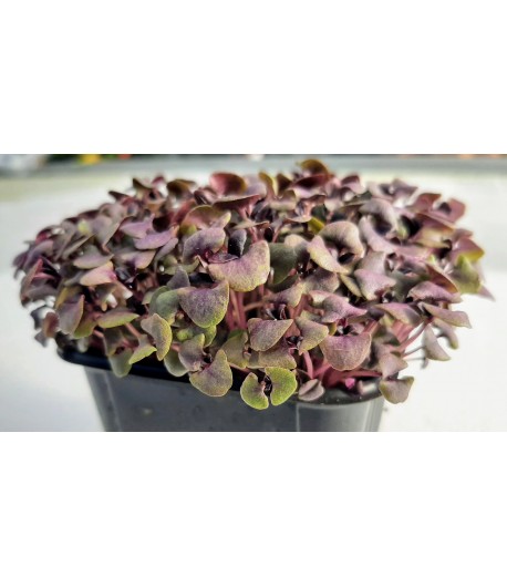 MICROPLANTE - BUSUIOC ROSU