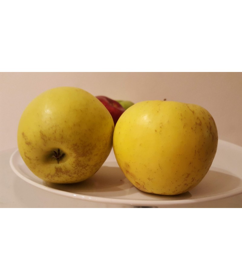 MERE GOLDEN DE LA SLIMNIC