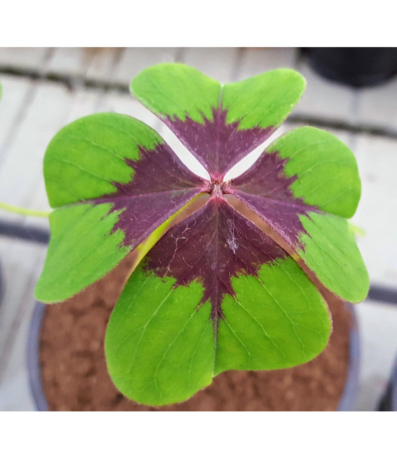 Oxalis deppei Iron Cross - Frunze decor